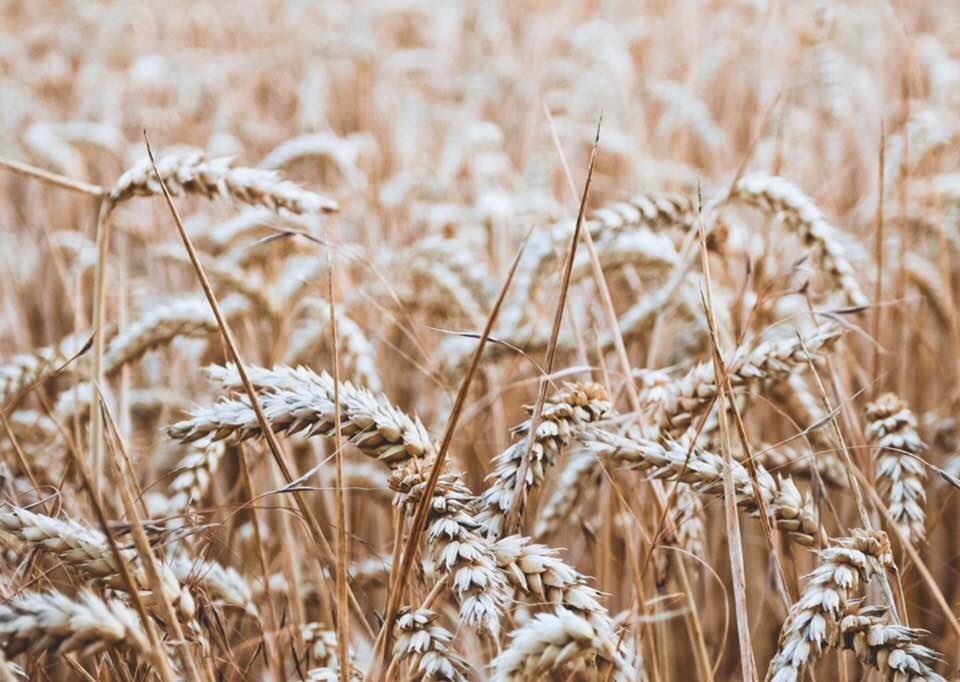 The NOW Harvest: Part 2